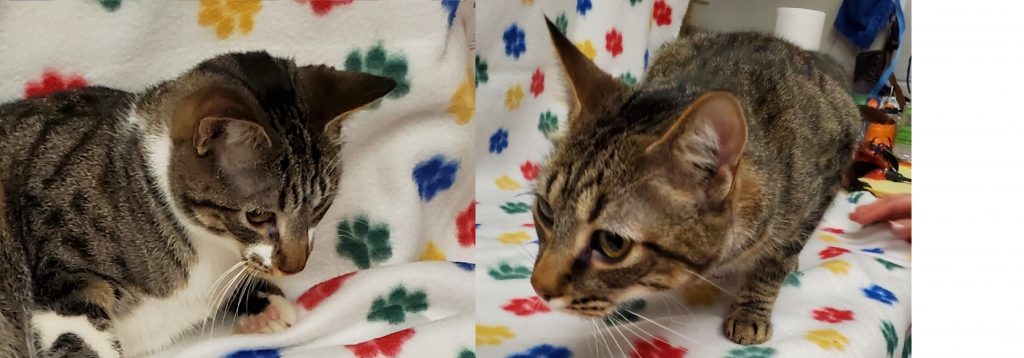 Timmy and Zeeb – WLKM Radio 95.9 FM