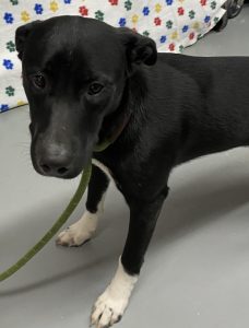 Diezel – WLKM Radio 95.9 FM