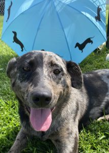 Echo – WLKM Radio 95.9 FM